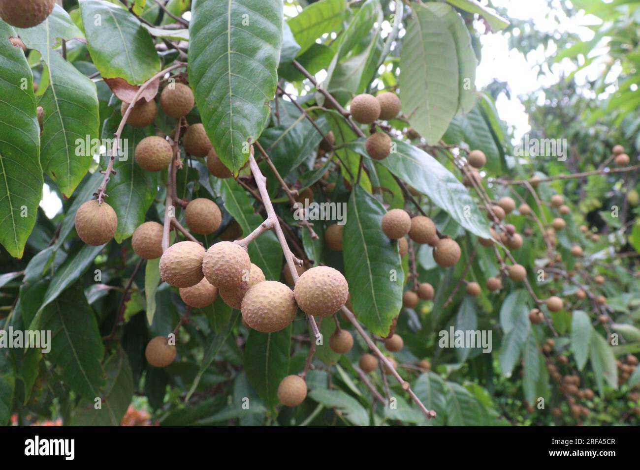 Longan fruit on tree in farm for harvest are cash crops Stock Photo - Alamy
