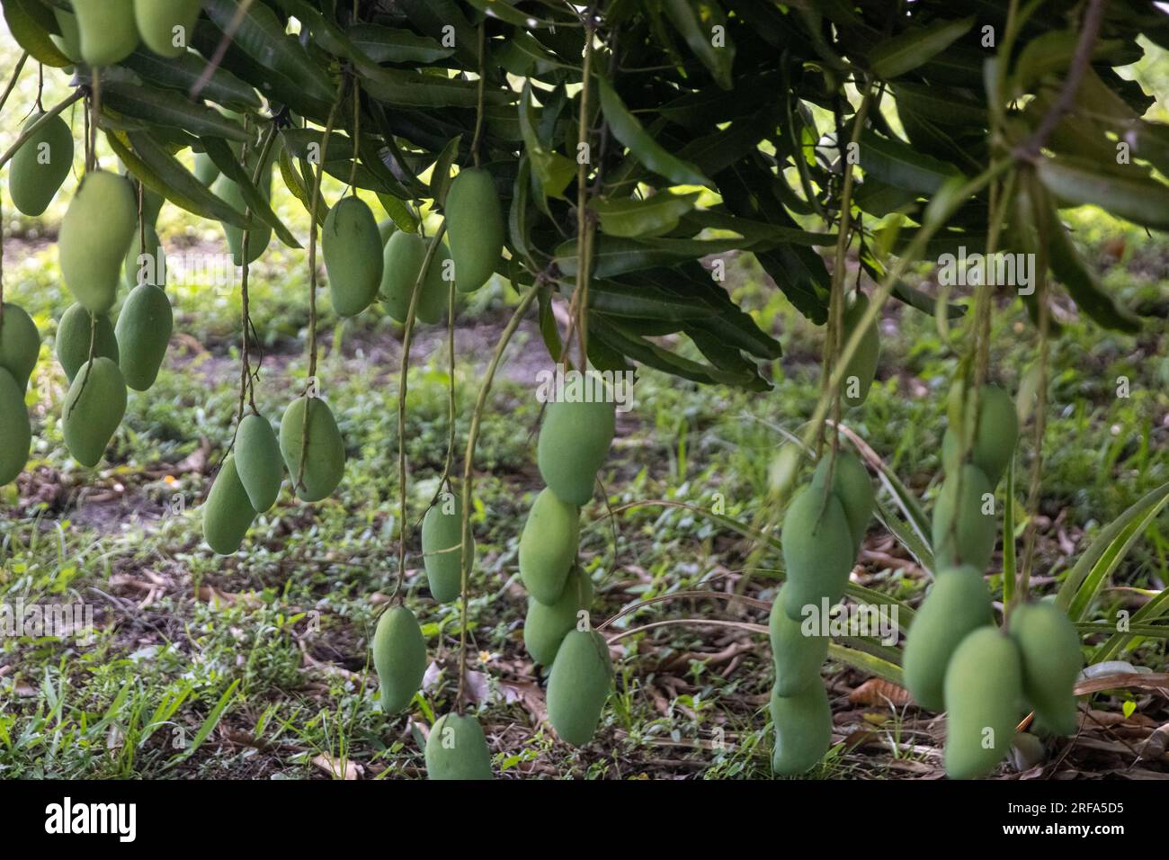 Bunch of hanging mangos from a mango tree Stock Photo - Alamy