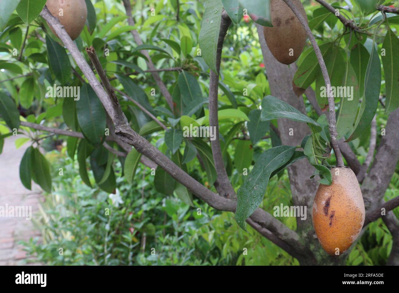 Sapote tree hi-res stock photography and images - Alamy