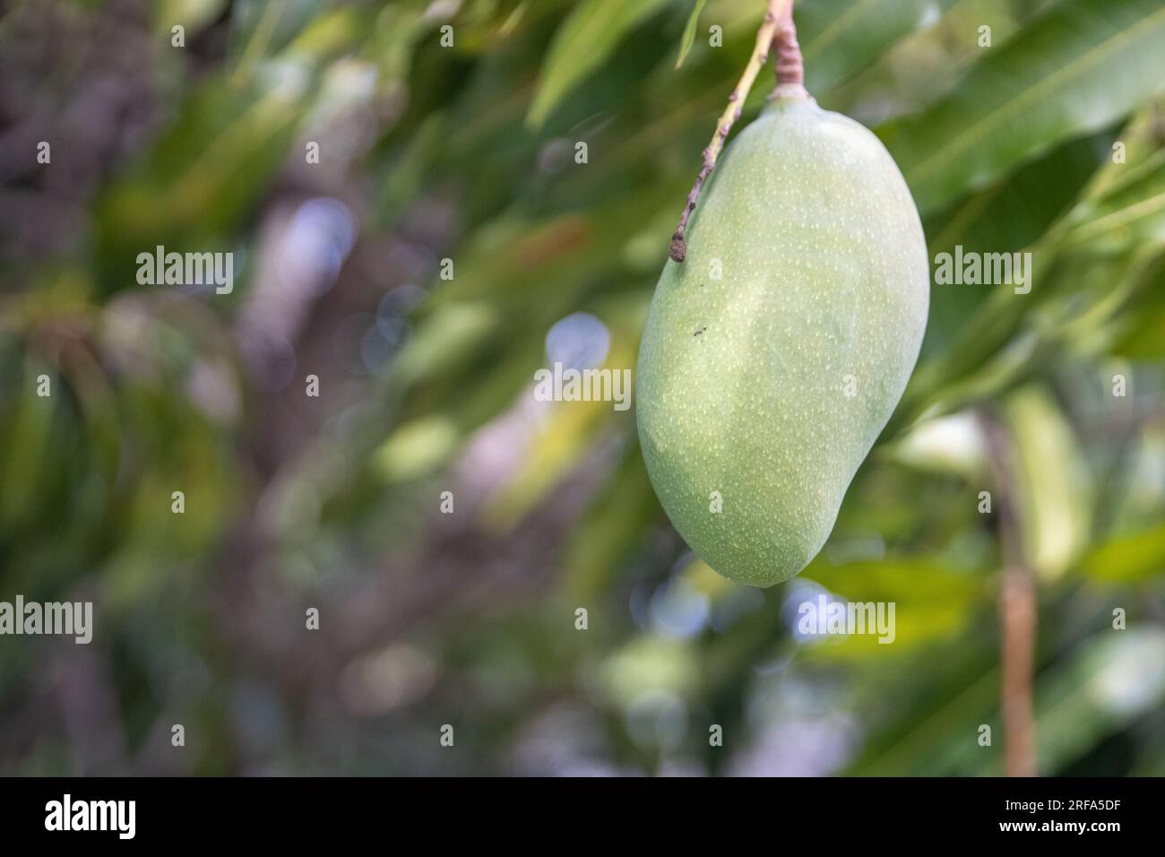 Hanging mango hi-res stock photography and images - Alamy