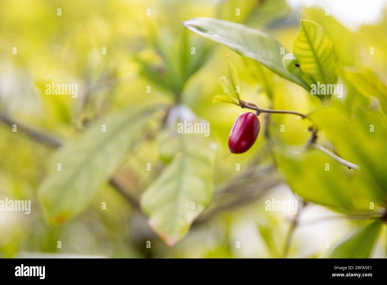 Miracle Fruit Berry Bush with copy space Stock Photo - Alamy