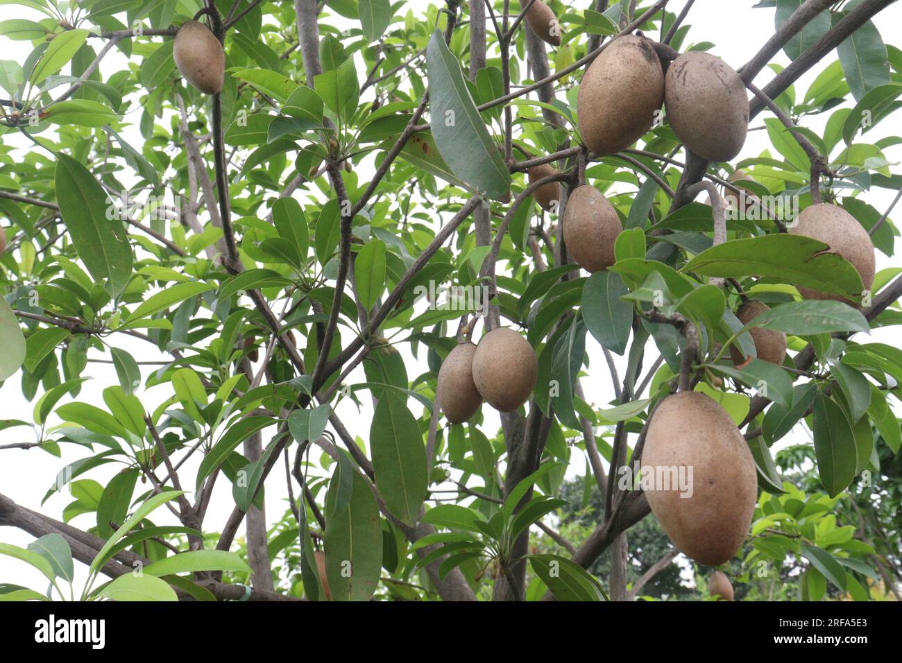 Chicle fruit hi-res stock photography and images - Alamy