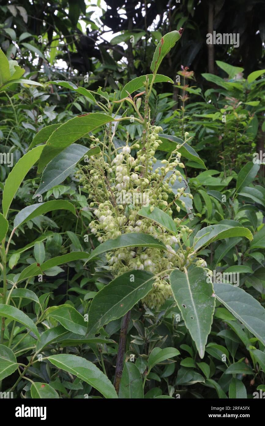 Elaeocarpus serratus fruit tree plant on farm for harvest are cash ...