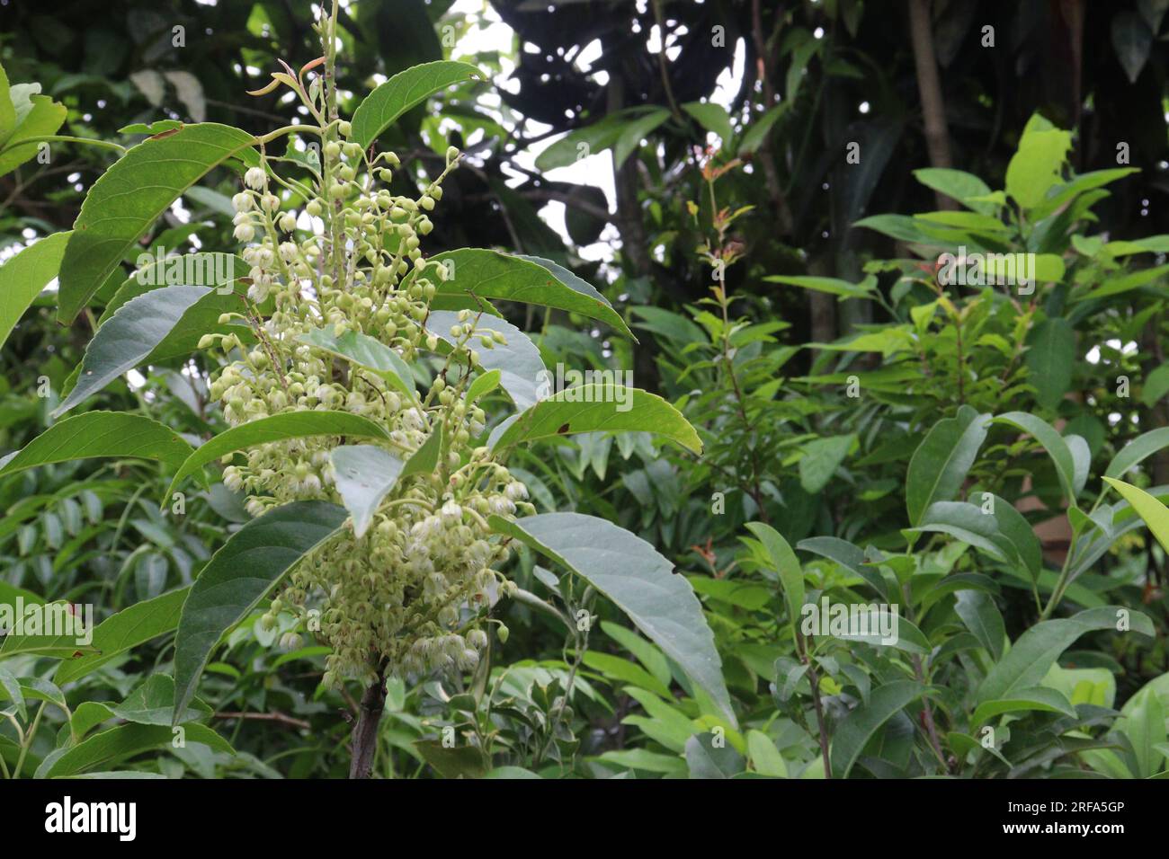 Elaeocarpus serratus fruit tree plant on farm for harvest are cash ...