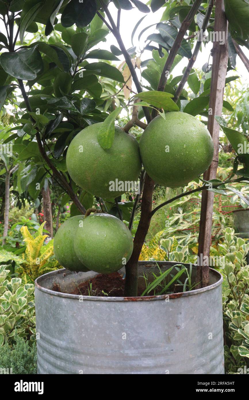 Pomelo on tree in farm for harvest are cash crops Stock Photo - Alamy