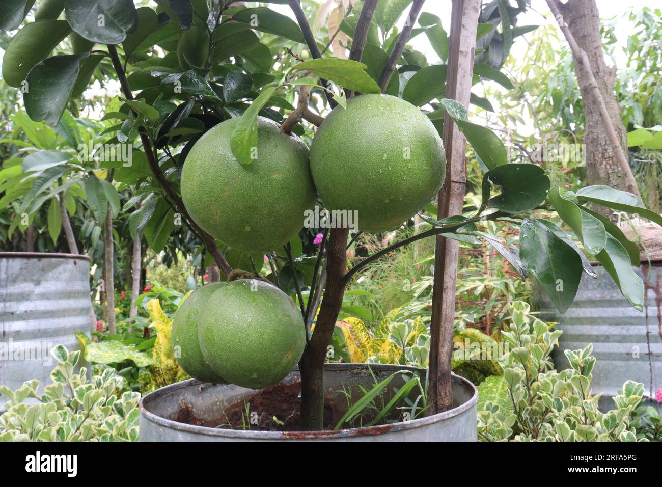 Pomelo on tree in farm for harvest are cash crops Stock Photo - Alamy