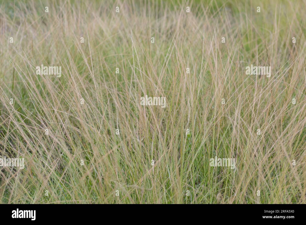 grass, golden flowers, morning Stock Photo - Alamy