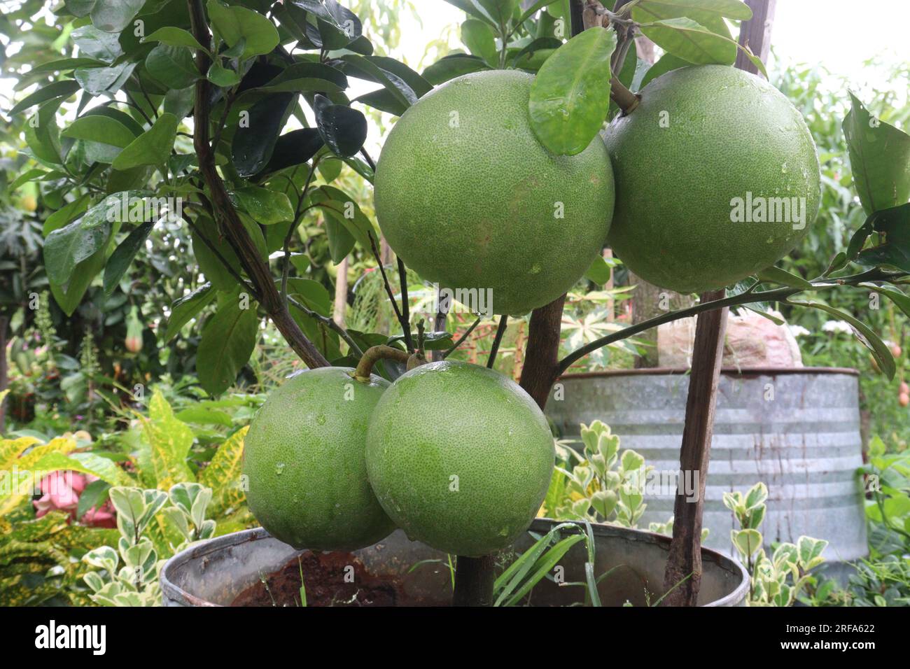 Pomelo on tree in farm for harvest are cash crops Stock Photo - Alamy