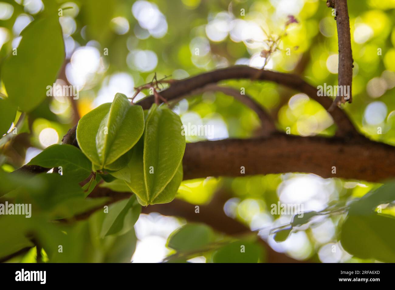 Getting riped hi-res stock photography and images - Alamy