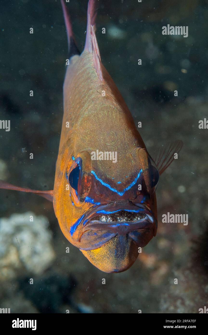 Ringtailed Cardinalfish, Ostorhinchus aureus, with eggs in mouth, Coral ...