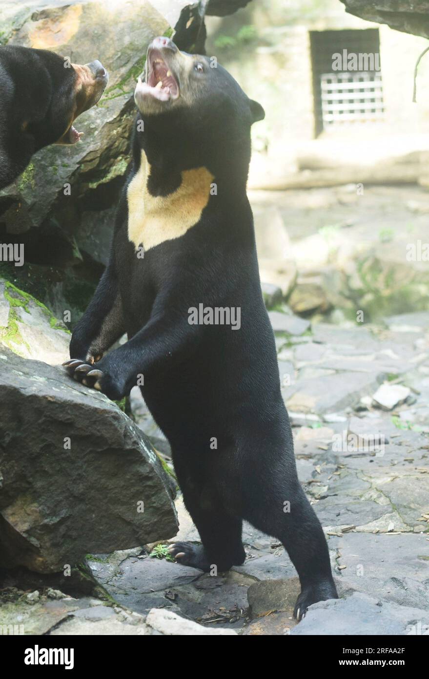 A sun bear stands up in its compound at a zoo in Hangzhou in east China ...