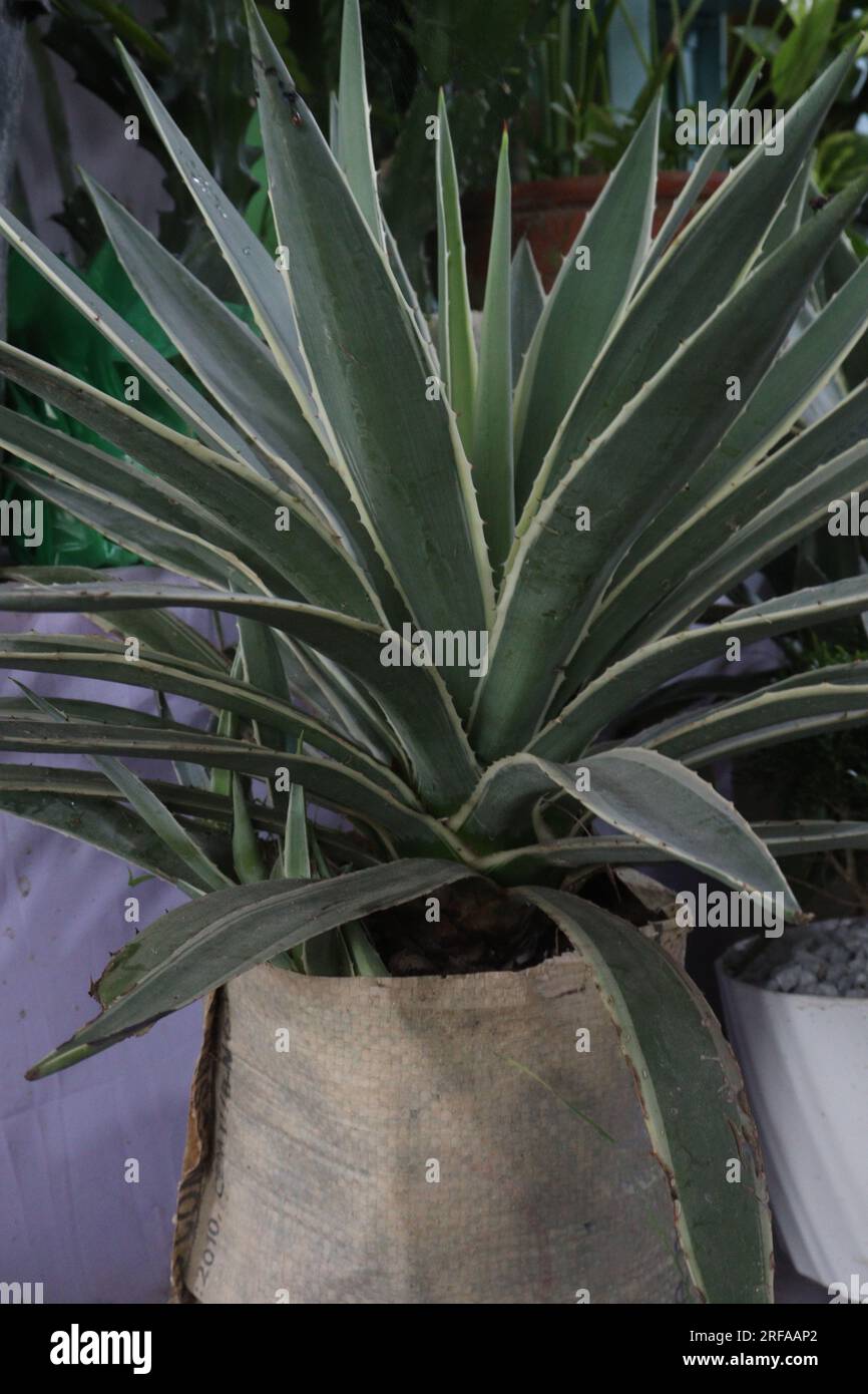 Agave angustifolia tree plant on farm for harvest are cash crops Stock ...