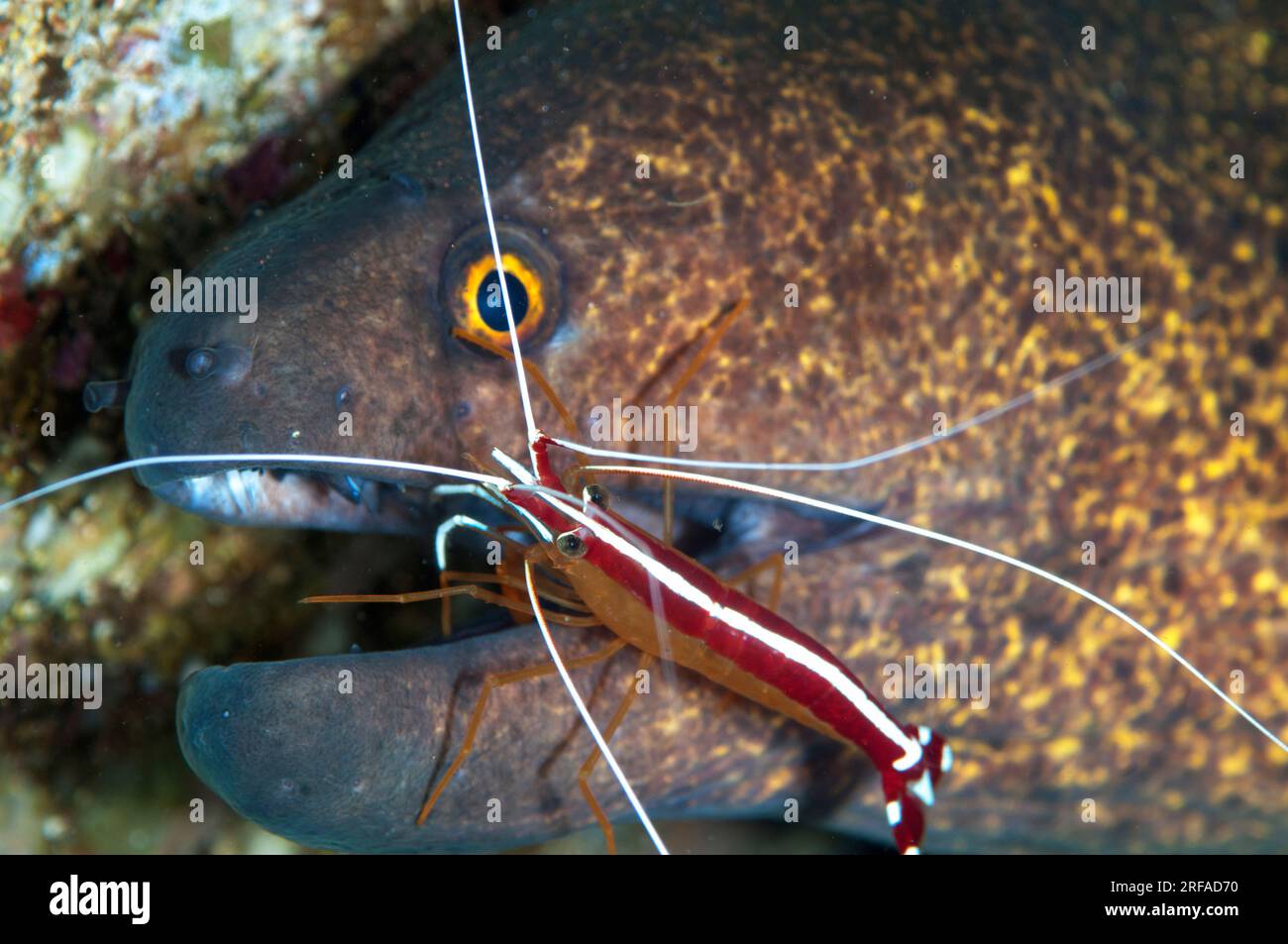 Lysmata amboinensis cleaning hi-res stock photography and images - Alamy