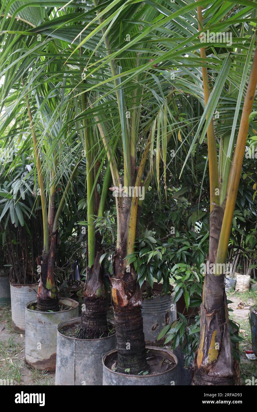 coconut tree on farm for harvest are cash crops Stock Photo - Alamy