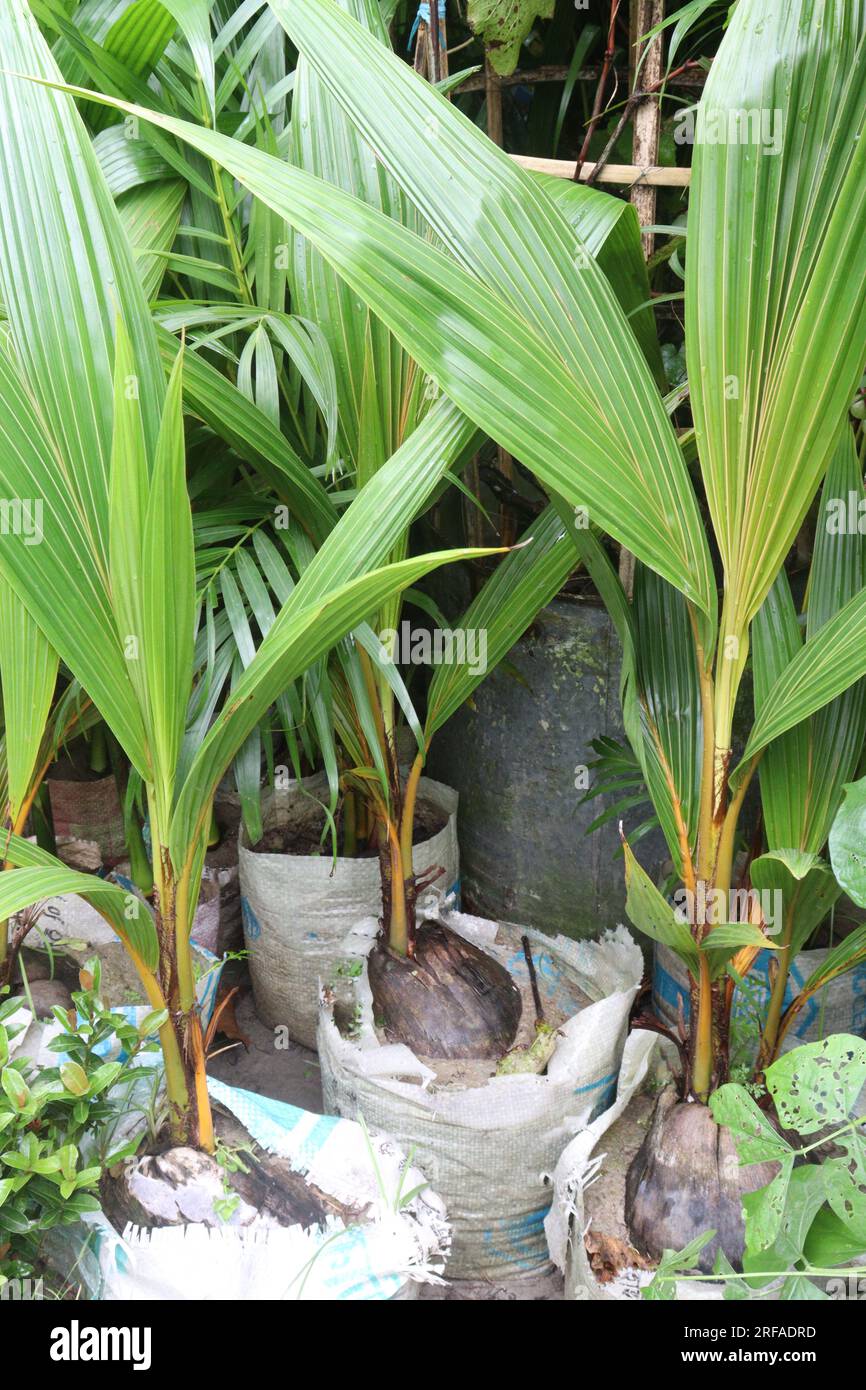 Coconut farming malaysia hi-res stock photography and images - Alamy