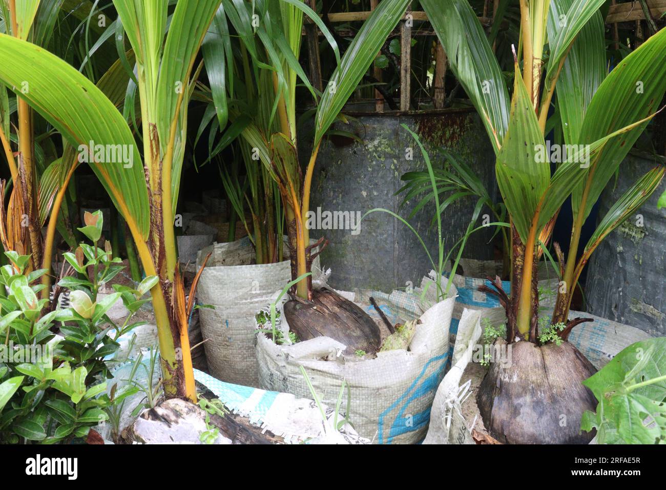 Coconut farming malaysia hi-res stock photography and images - Alamy