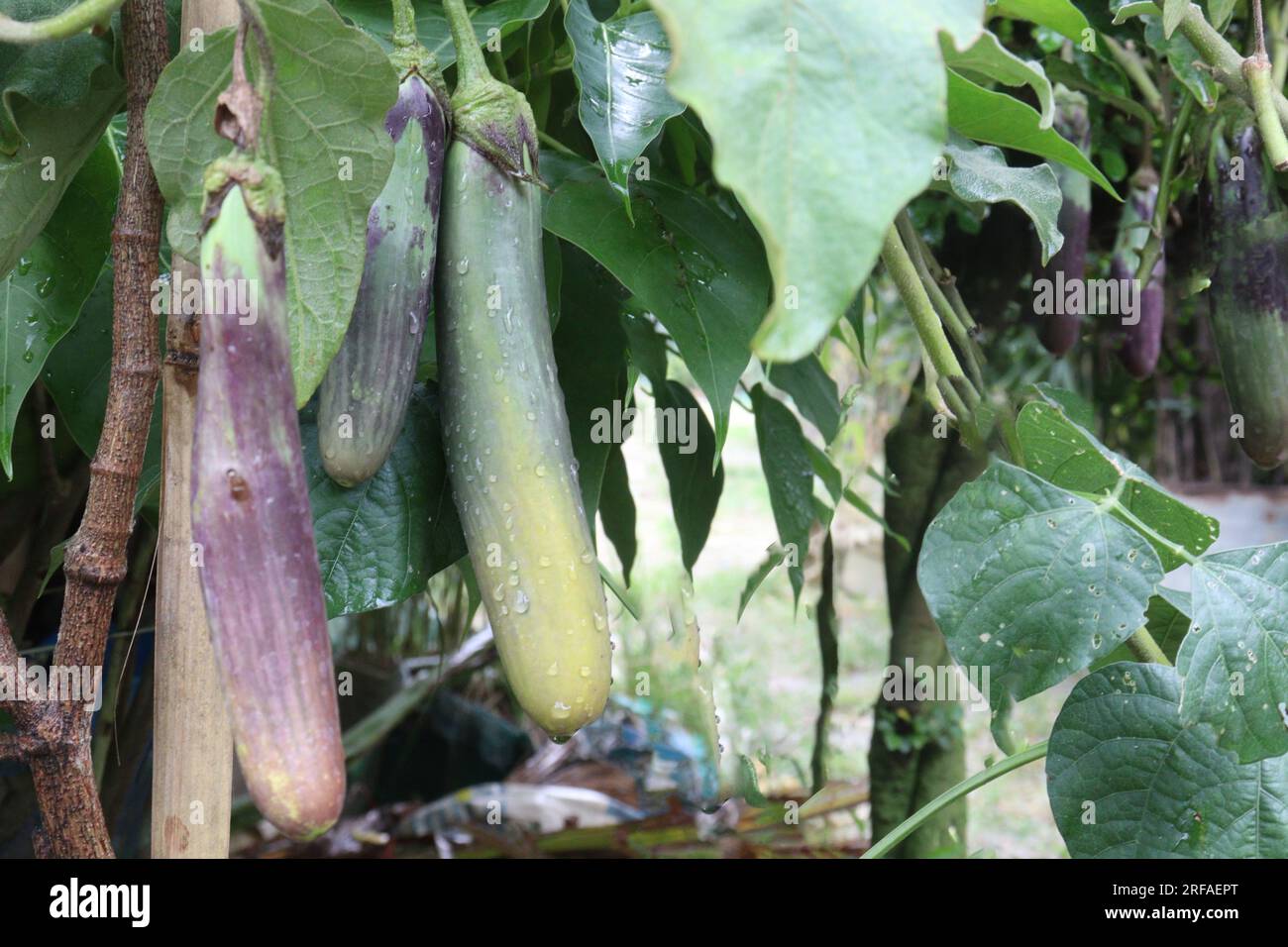 Brinjal Tree Brinjal