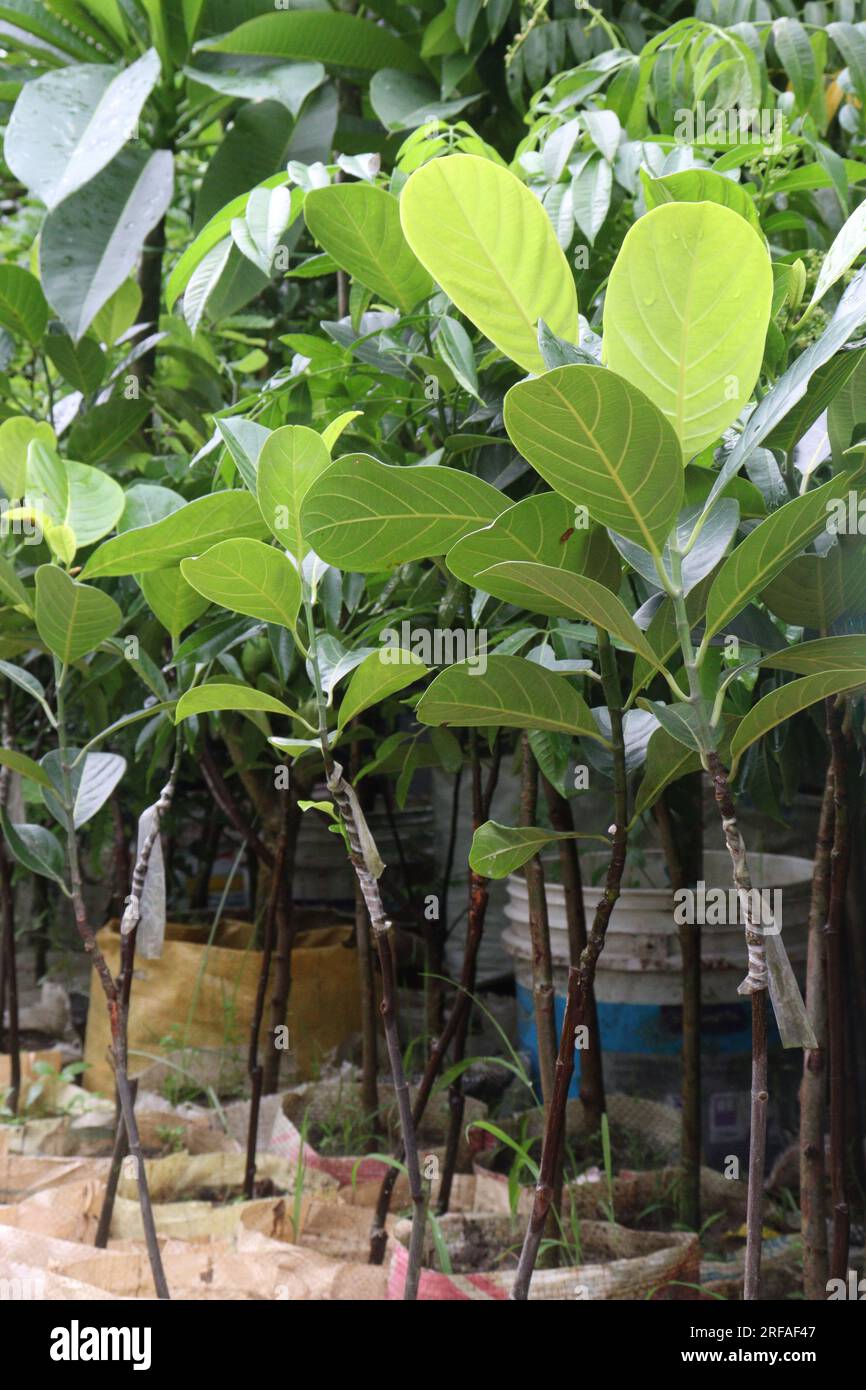jackfruit on tree in farm for harvest are cash crops Stock Photo - Alamy