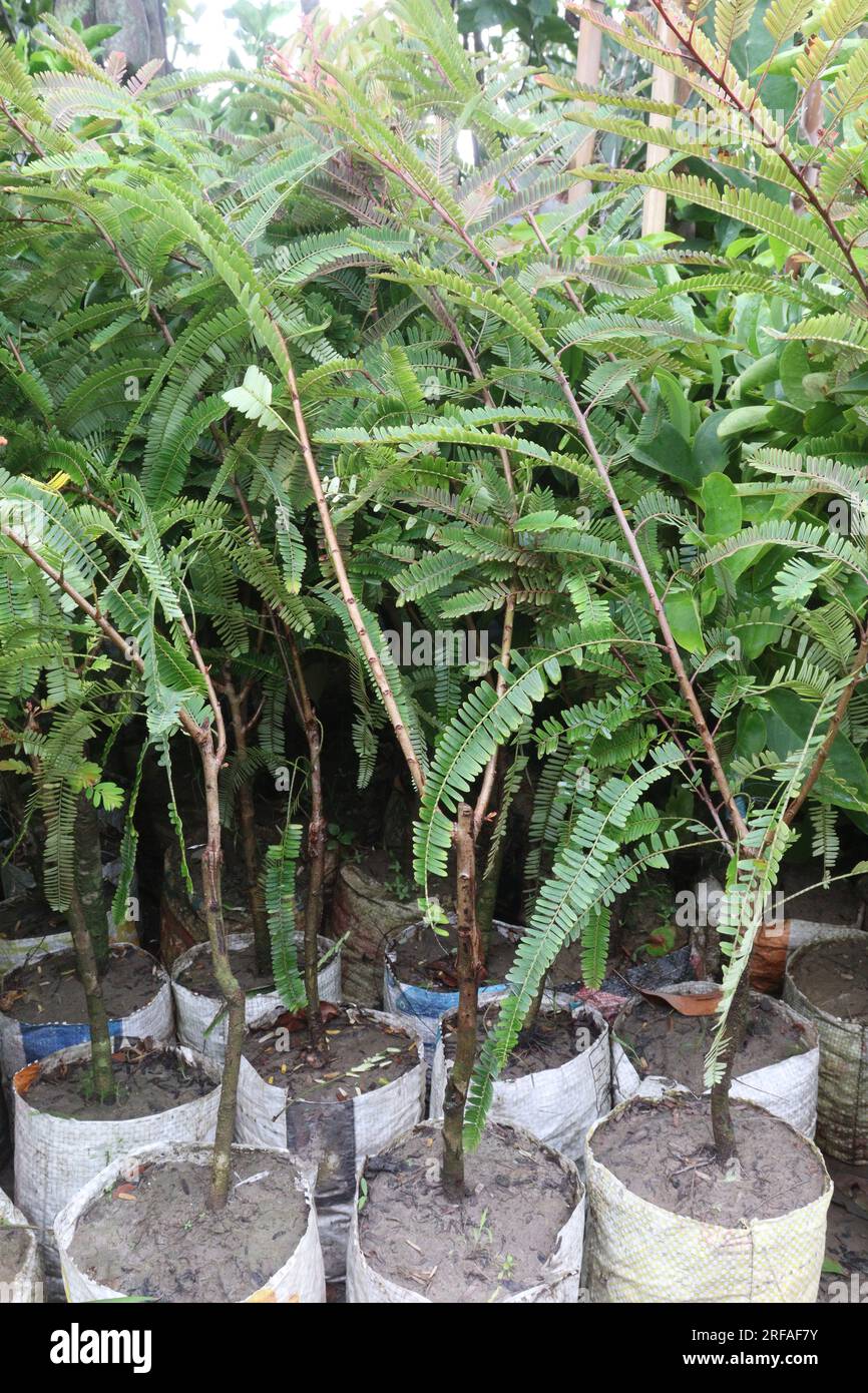 Amla gooseberry tree plant in farm for harvest are cash crops Stock ...