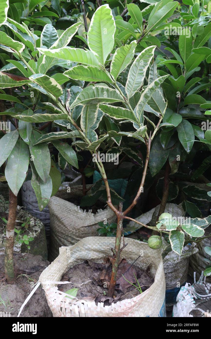 Variegated guava hi-res stock photography and images - Alamy