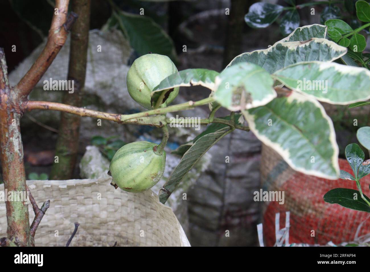 Variegated guava hi-res stock photography and images - Alamy