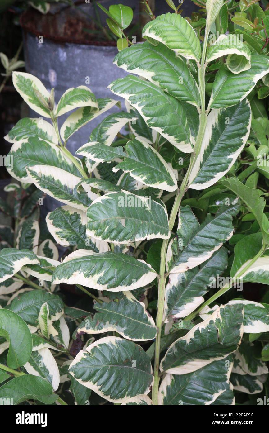 Variegated guava hi-res stock photography and images - Alamy