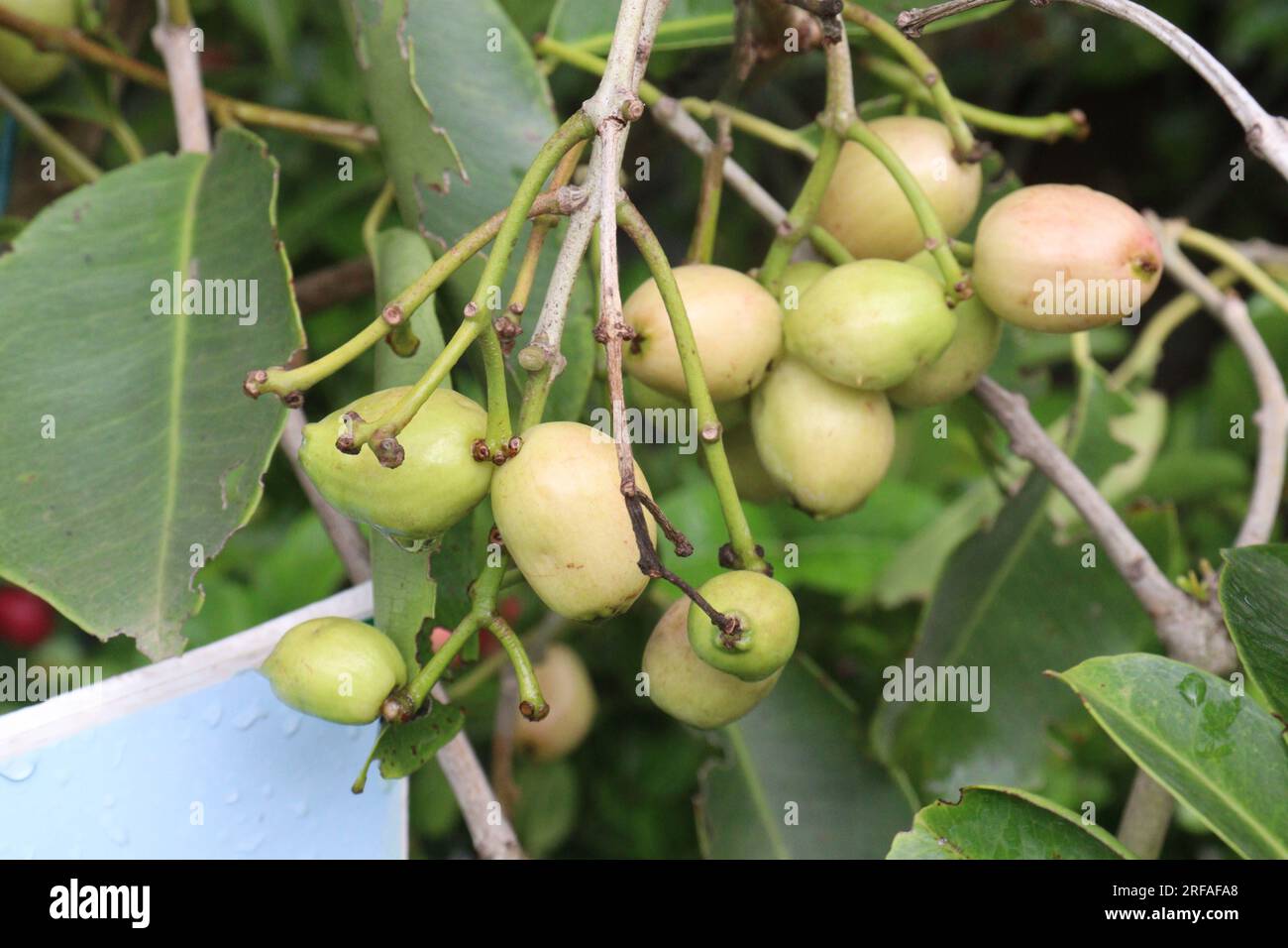 Syzygium jambos fruit on tree in farm for harvest are cash crops Stock ...