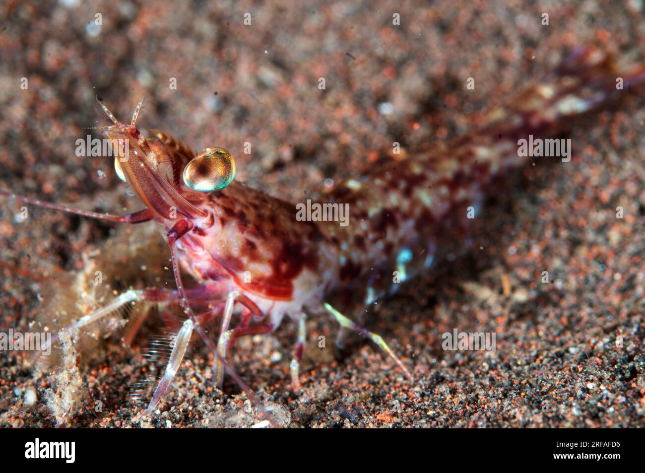 Prawn, Metapenaeopsis sp,night dive, Scuba Seraya Beach Resort house ...