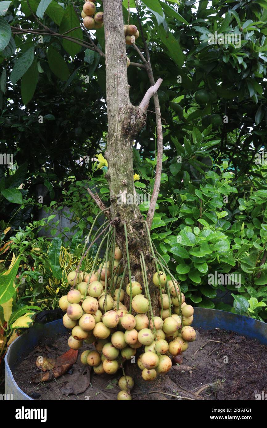 taste and healthy Baccaurea motleyana fruit on tree in farm for harvest ...
