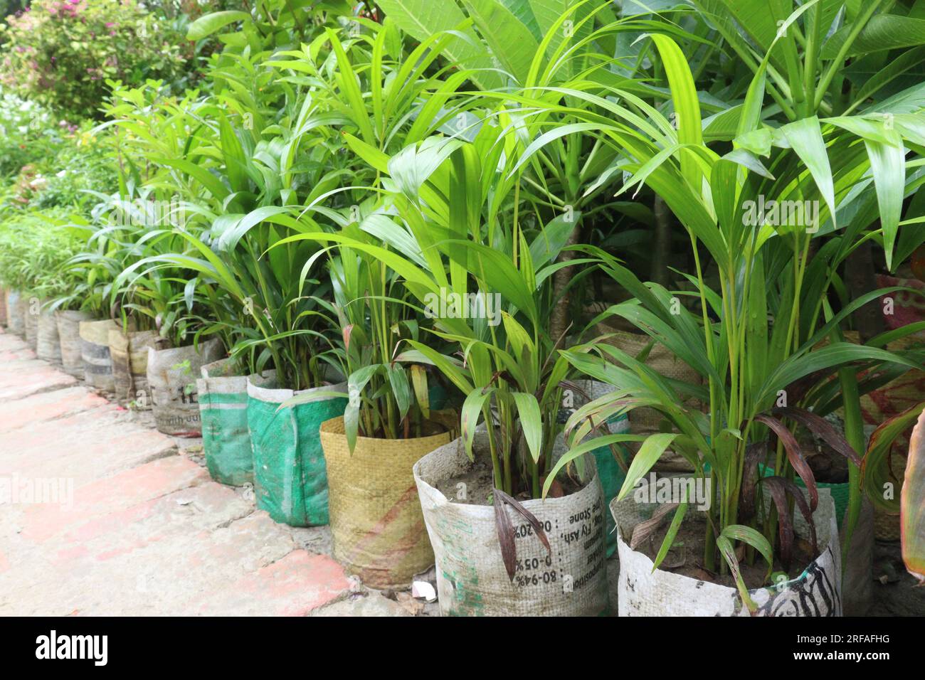 Areca nut tree plant on nursery for harvest are cash crops Stock Photo ...