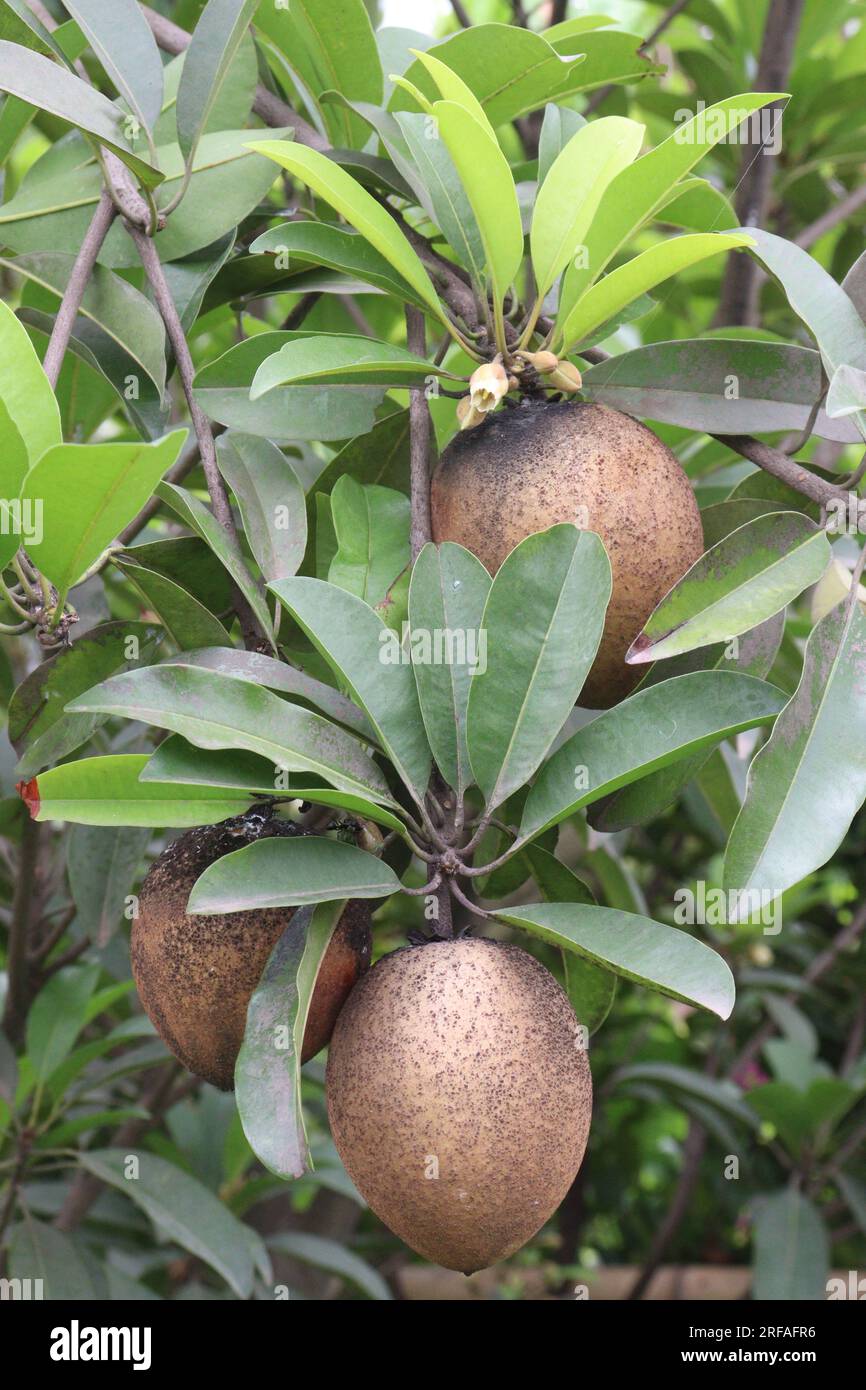 Chicle fruit hi-res stock photography and images - Alamy