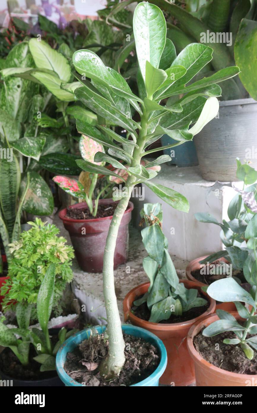 Adenium arabicum tree on farm for harvest are cash crops Stock Photo ...