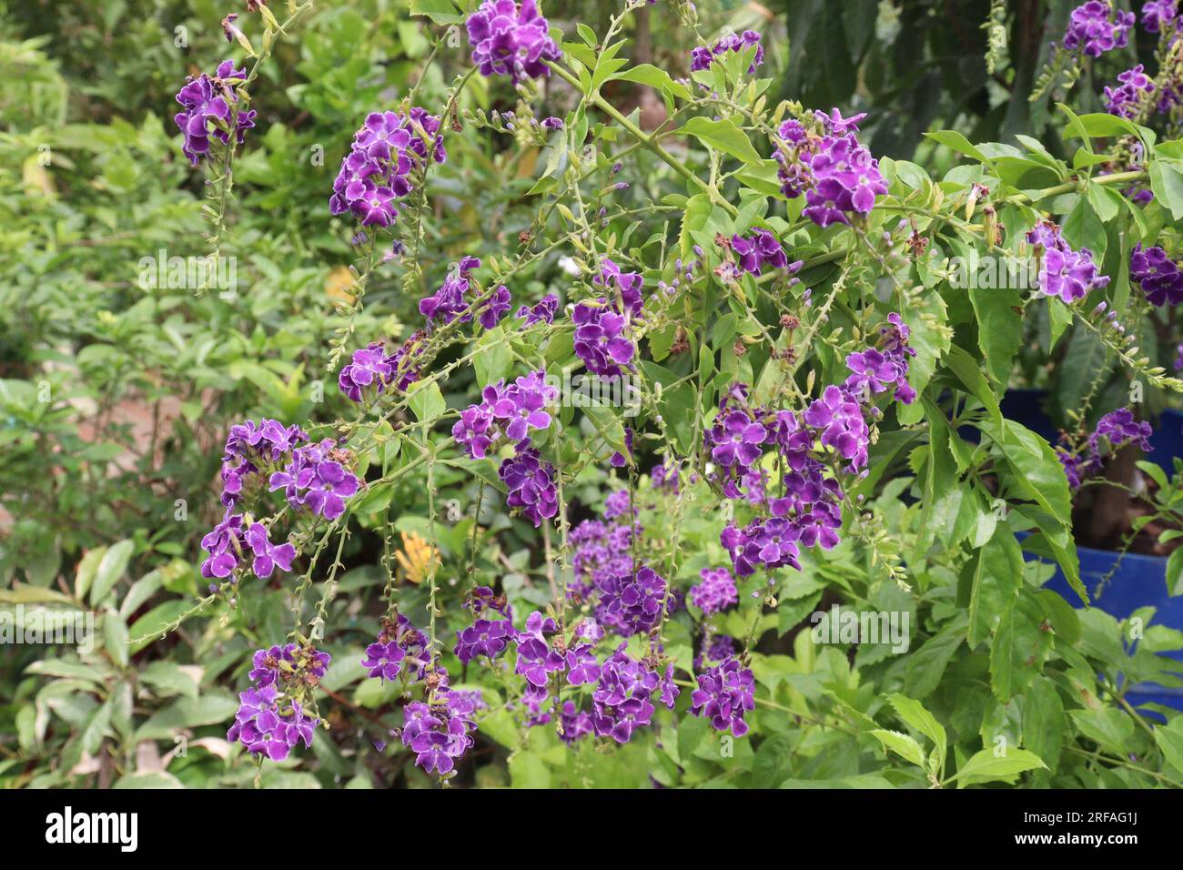 Duranta erecta flower on tree in farm for harvest are cash crops Stock ...
