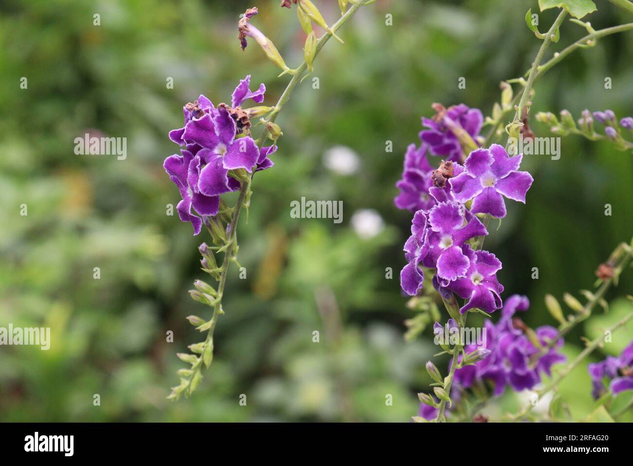 Duranta erecta flower on tree in farm for harvest are cash crops Stock ...