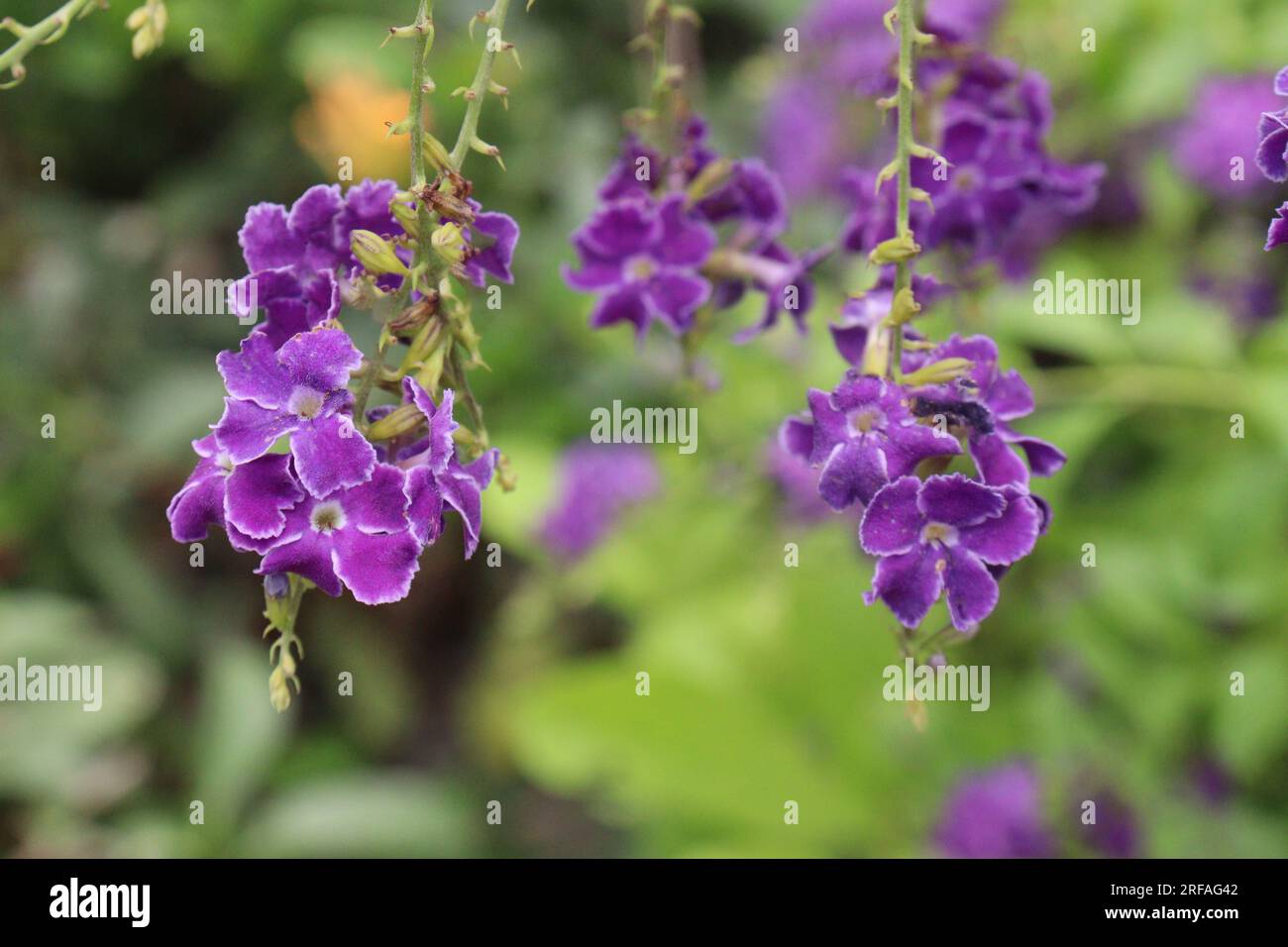 Duranta erecta flower on tree in farm for harvest are cash crops Stock ...