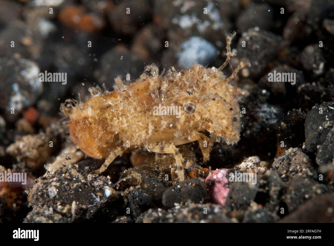 Bicuspidatus hi-res stock photography and images - Alamy