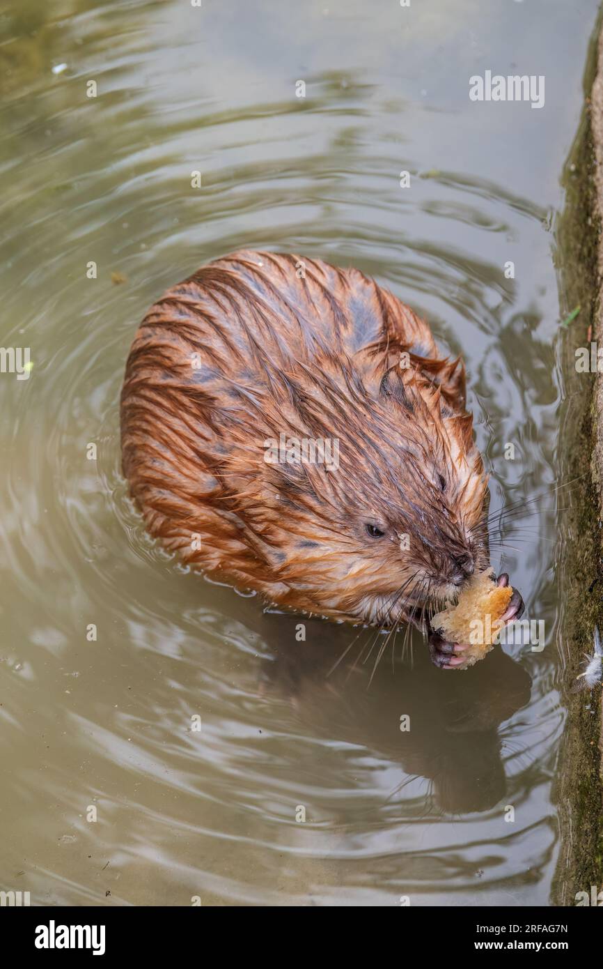 Wild animal Muskrat, Ondatra zibethicuseats, eats on the river bank ...