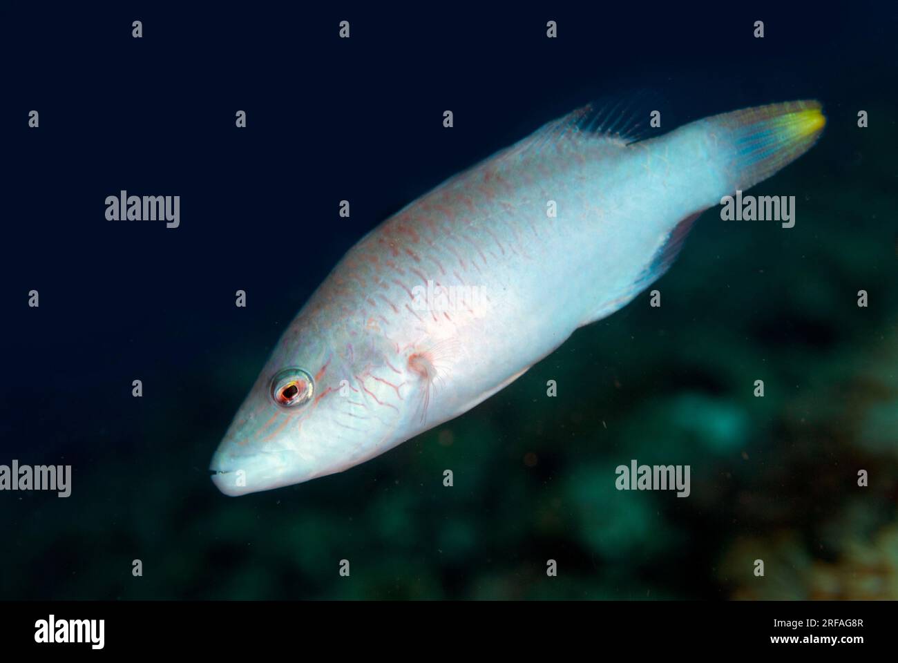 Linecheeked Wrasse, Oxycheilinus digrammus, Makawide Slope dive site ...