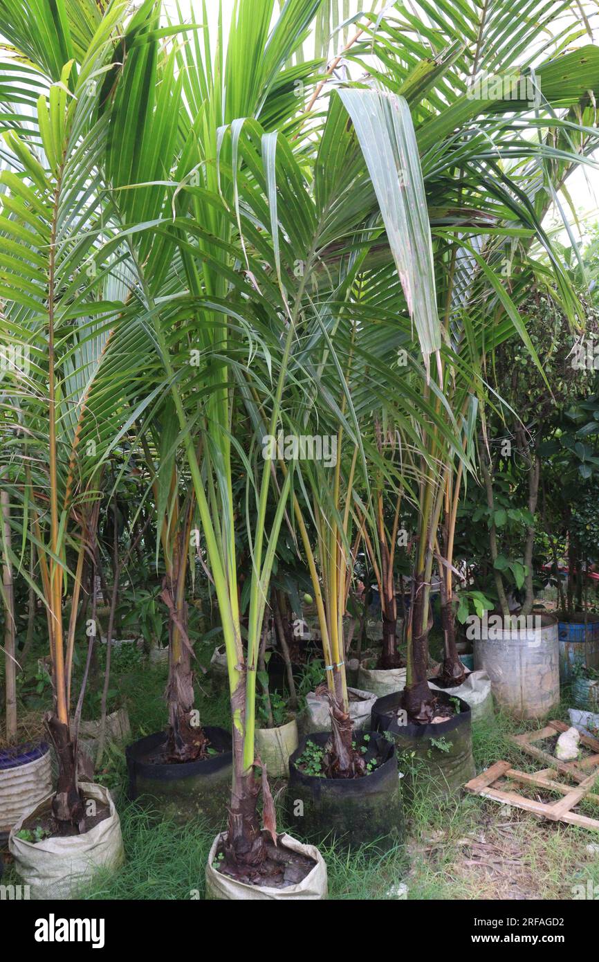 Coconut farming malaysia hi-res stock photography and images - Alamy