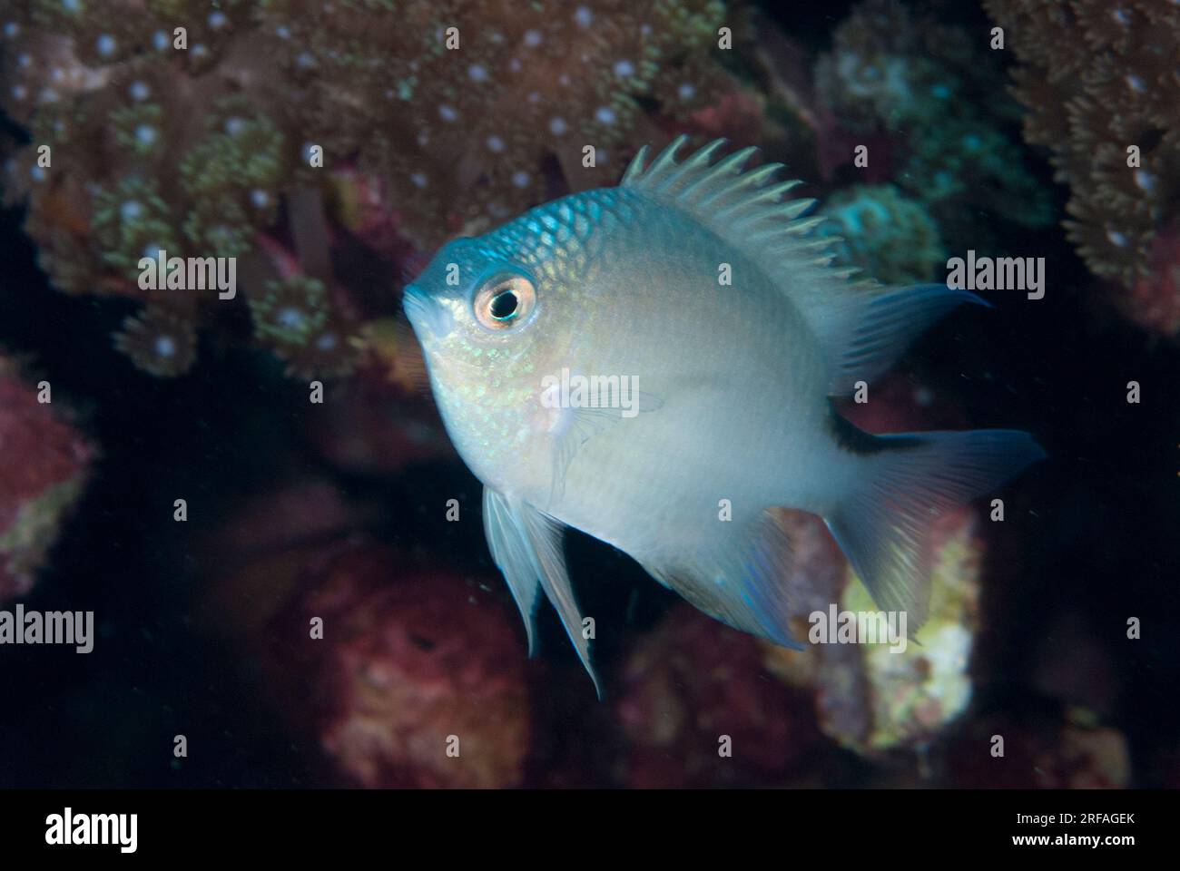 Spiny Chromis, Acanthochromis polycanthus, Batu Angus dive site, Lembeh ...
