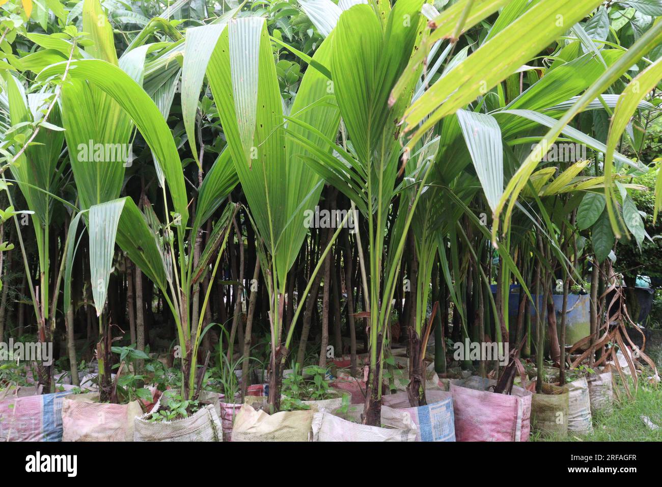 coconut tree on farm for harvest are cash crops Stock Photo - Alamy