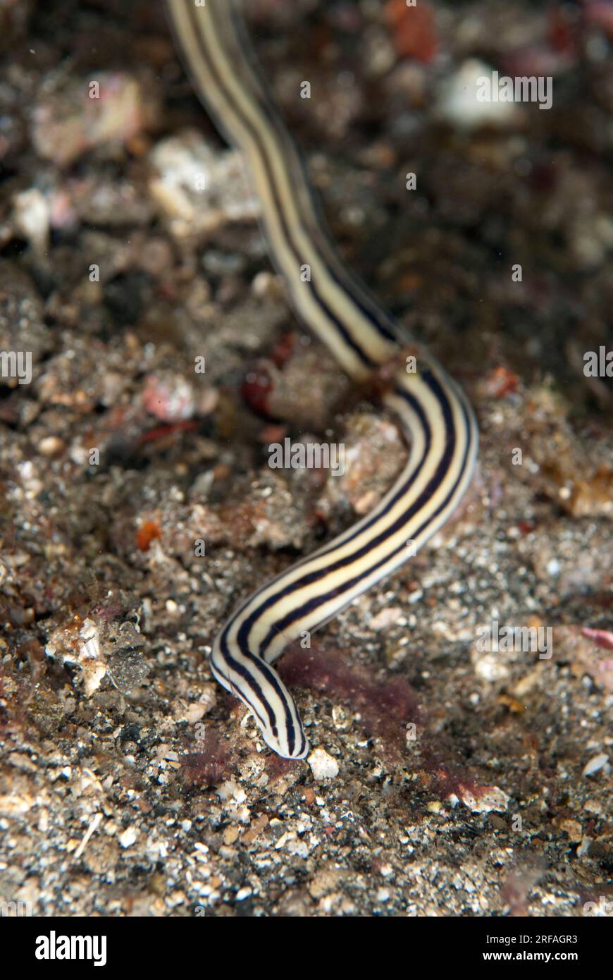 Marine Ribbon Worms
