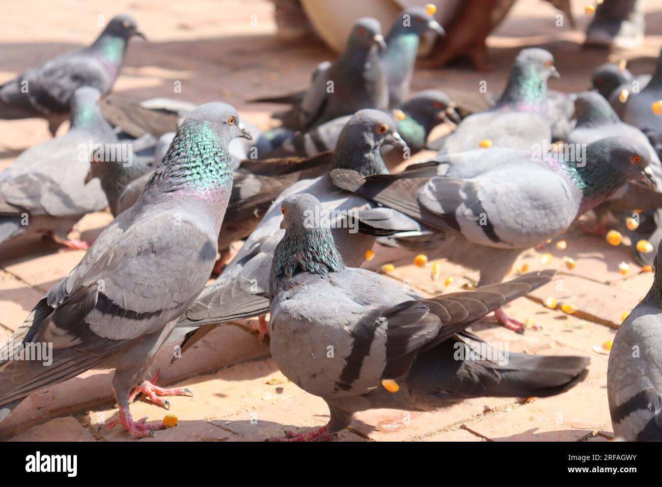 Focus of Pigeons cling on cement floor in town, group of Pigeons on ...