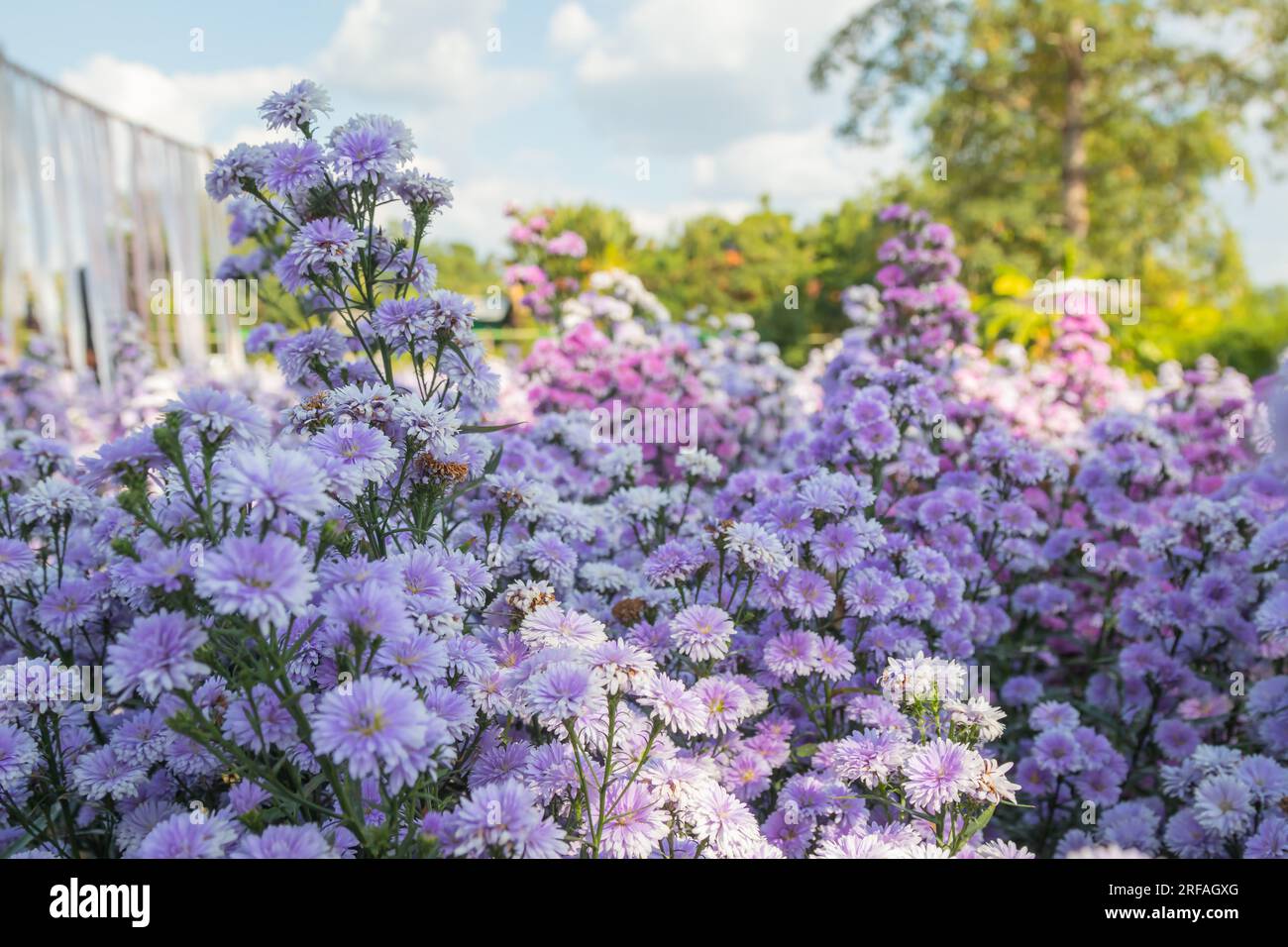 Margaret field hi-res stock photography and images - Alamy