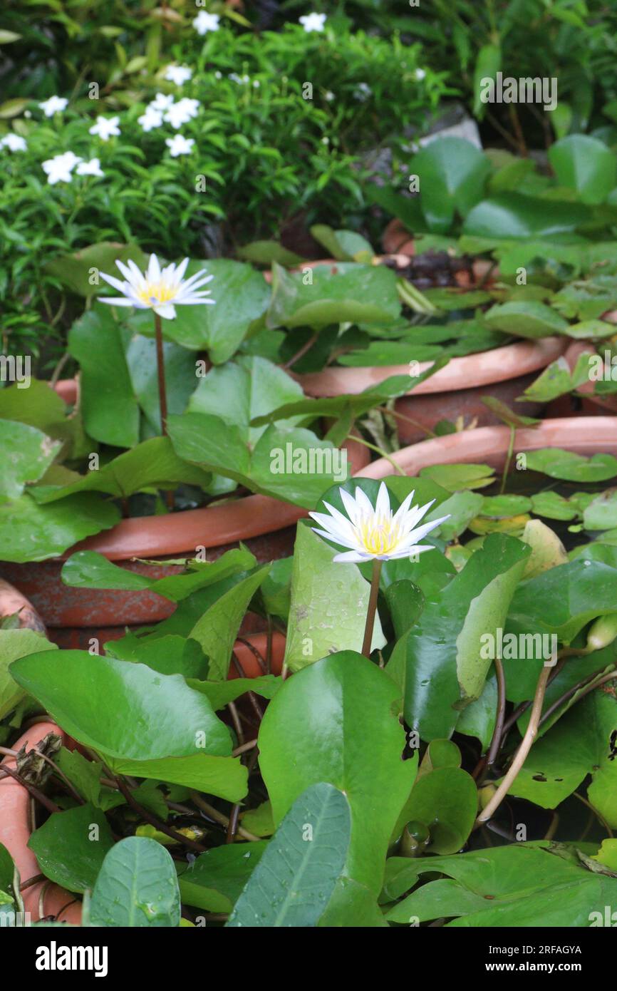 Pygmy water lily flower plant on pot in farm for harvest are cash crops ...