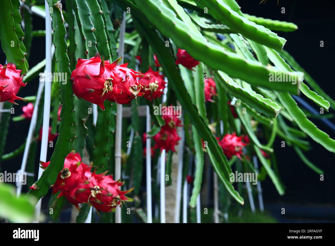 Dragon fruit hanging in a tree Stock Photo - Alamy
