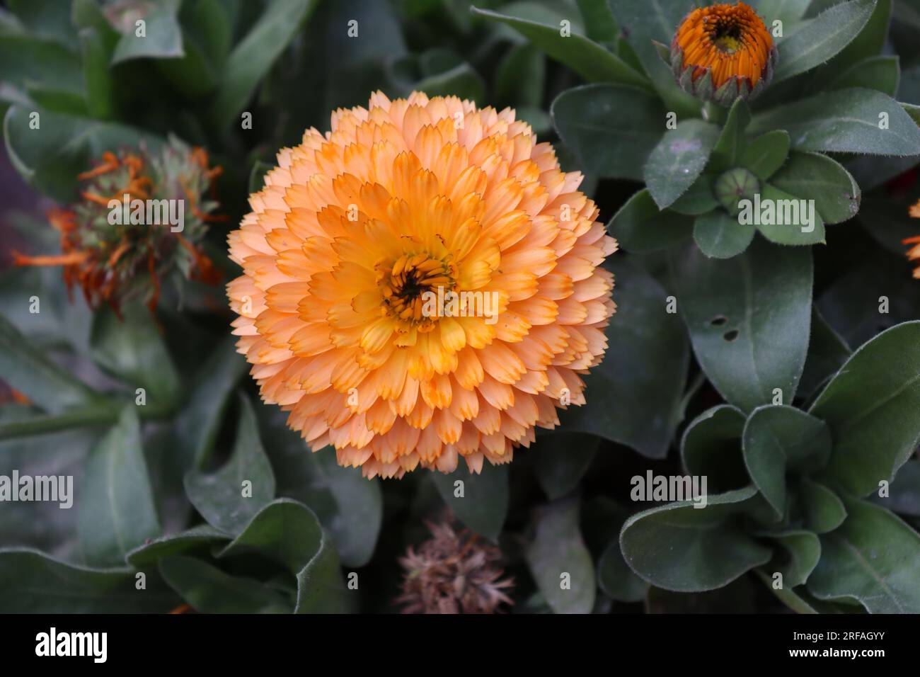 Pot marigold (Calendula officinalis Stock Photo - Alamy