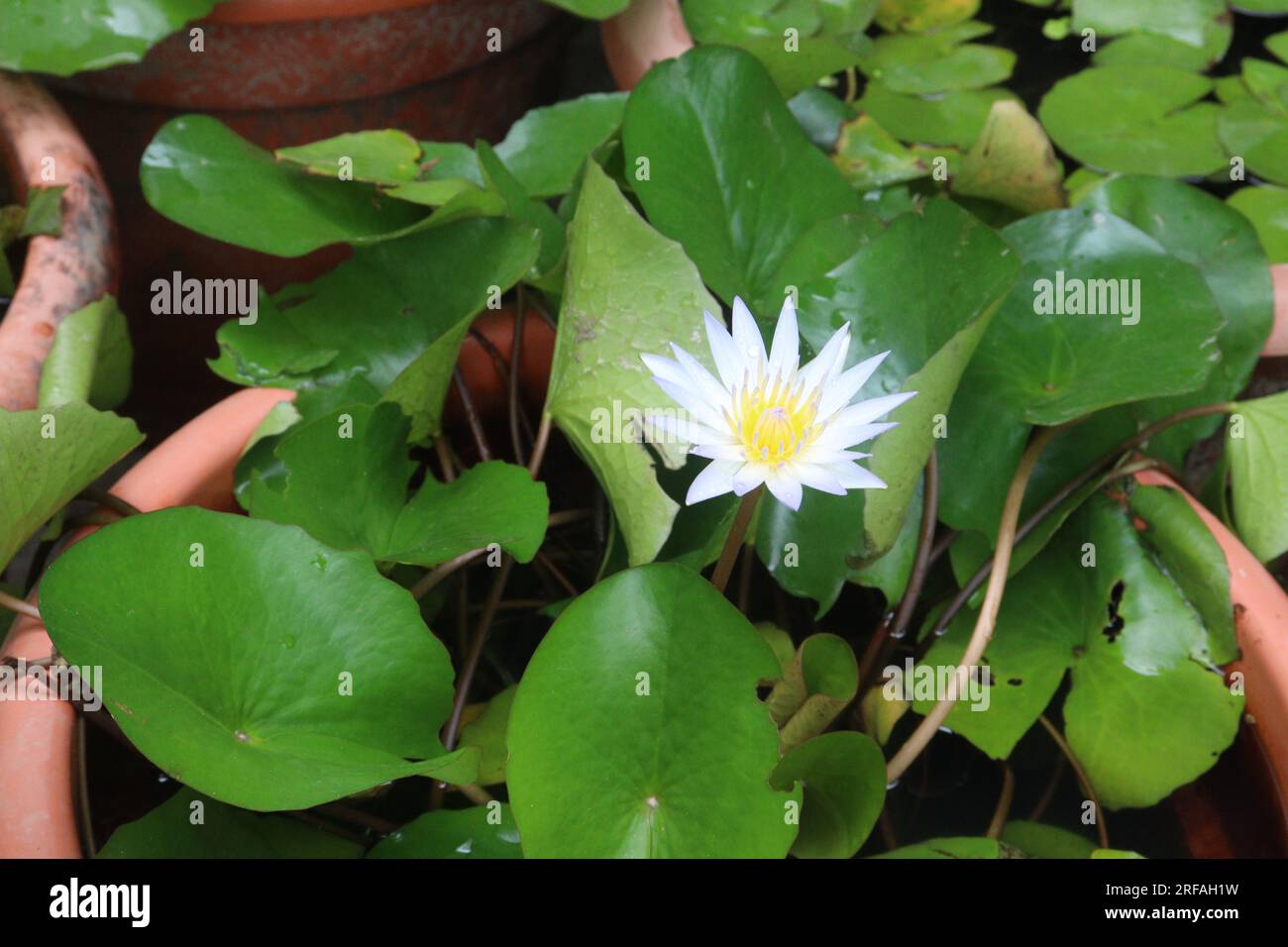 Pygmy water lily flower plant on pot in farm for harvest are cash crops ...