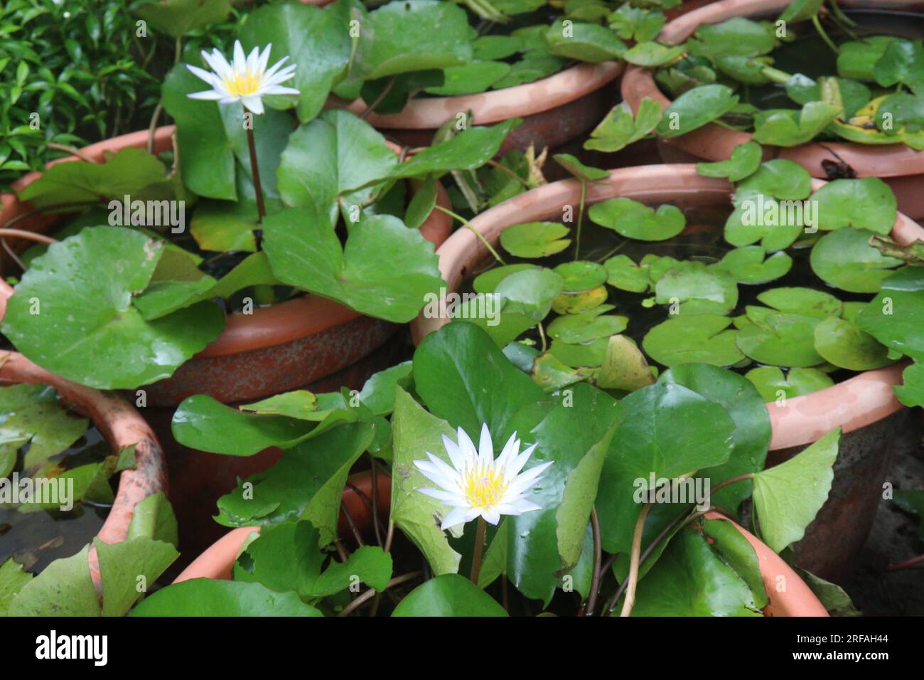 Pygmy water lily flower plant on pot in farm for harvest are cash crops ...