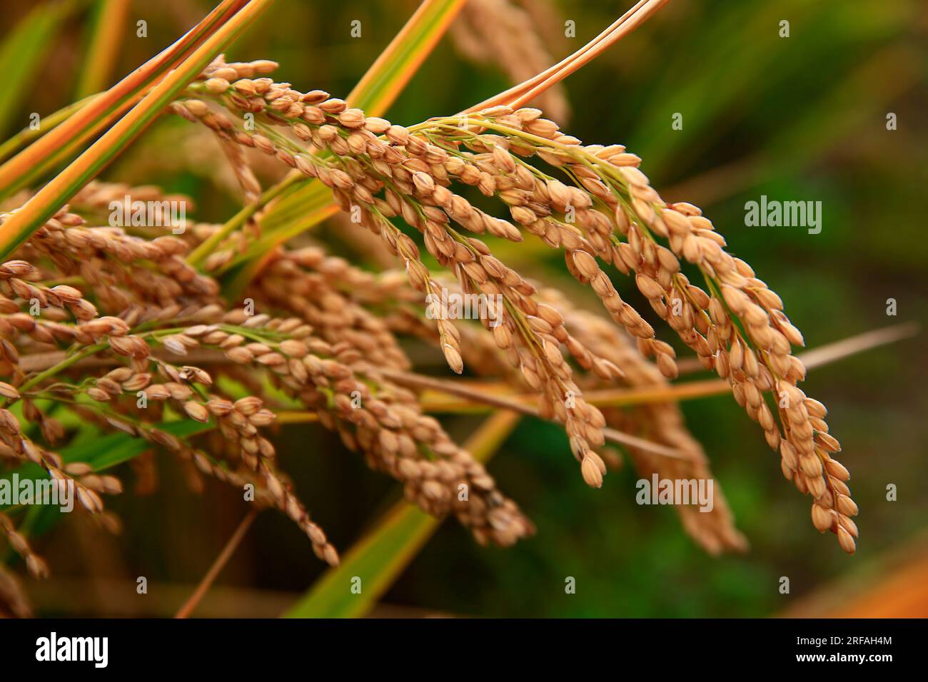 Mature rice farm in the country Stock Photo - Alamy